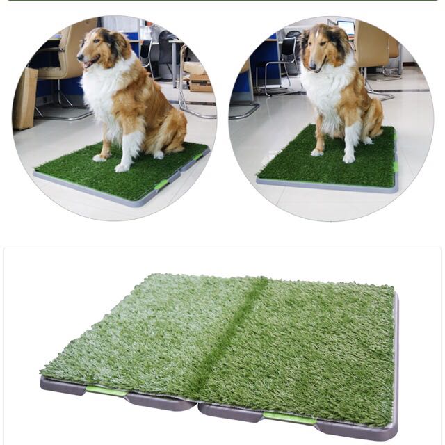 Grass Pee Tray, Pet Supplies, Homes & Other Pet Accessories on Carousell