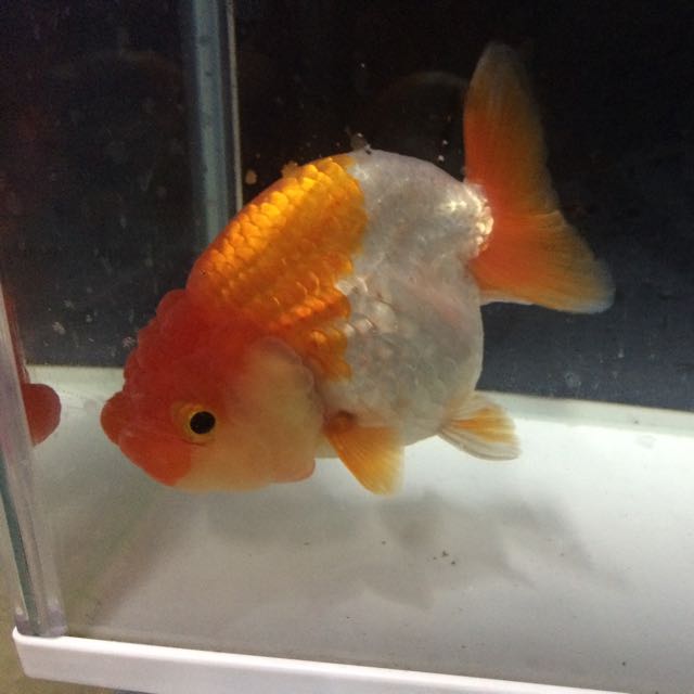 Goldfish Small Thai Ranchu For Sale, Pet Supplies, Homes & Other Pet ...