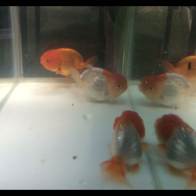 Goldfish Small Thai Ranchu For Sale, Pet Supplies, Homes & Other Pet ...