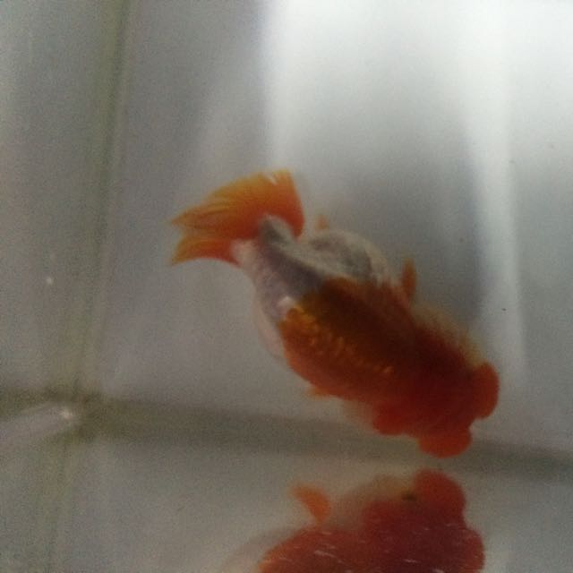 Goldfish Small Thai Ranchu For Sale, Pet Supplies, Homes & Other Pet ...