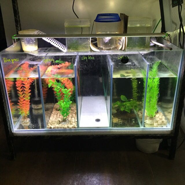 Customised 2 Feet Tank, Pet Supplies, Homes & Other Pet Accessories on ...