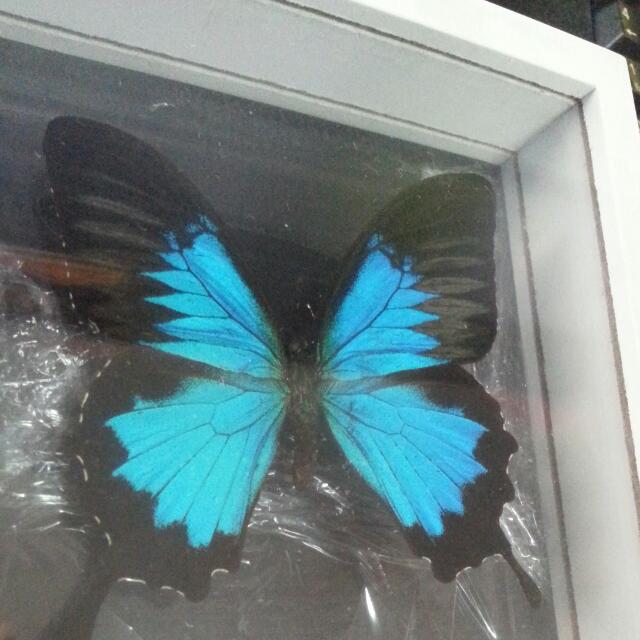 Butterfly 'Blue Emperor' - Papilio Ulysses Sample., Hobbies & Toys ...