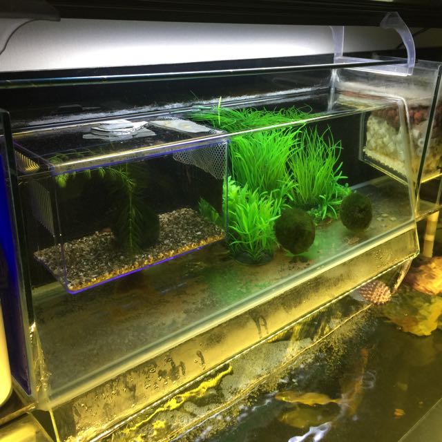 4x1.5x1.5 Feet Fish Tank With Overhead Filter And Waterfall, Pet ...