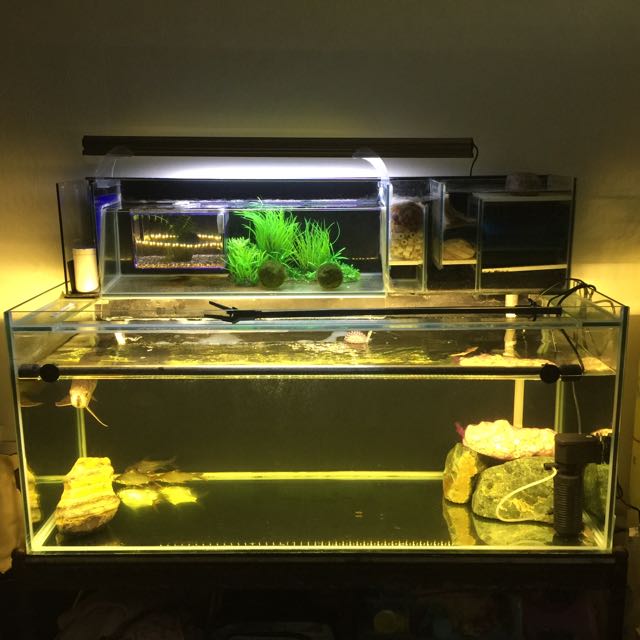 4x1.5x1.5 Feet Fish Tank With Overhead Filter And Waterfall, Pet ...