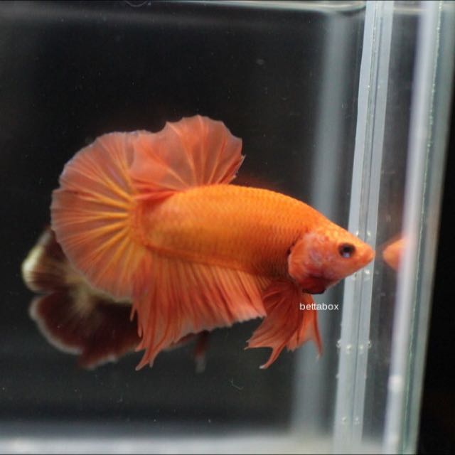 Orange Betta Fish - Orange Betta Fish Betta Fish Types Betta Fish Betta ...