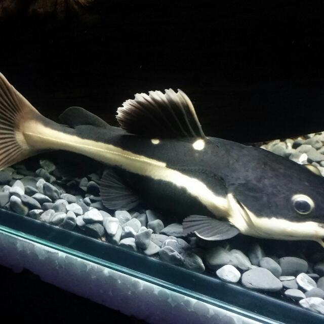 Fish - RTC - RED TAIL CATFISH, Pet Supplies, Homes & Other Pet ...