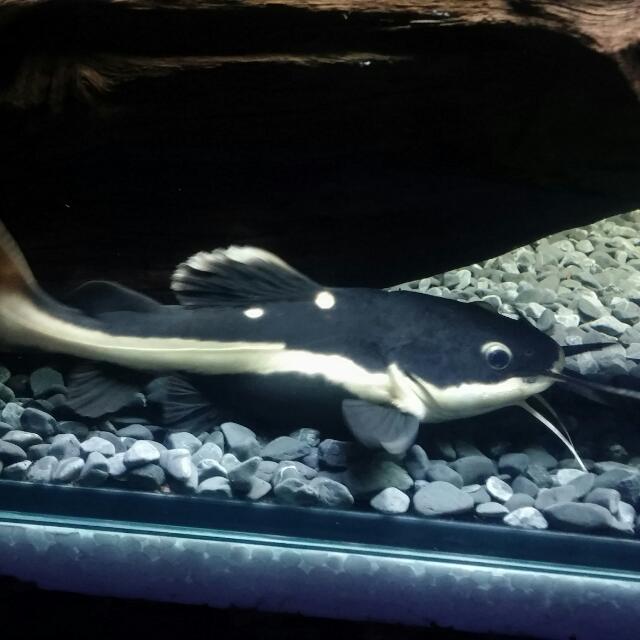 Fish - RTC - RED TAIL CATFISH, Pet Supplies, Homes & Other Pet ...