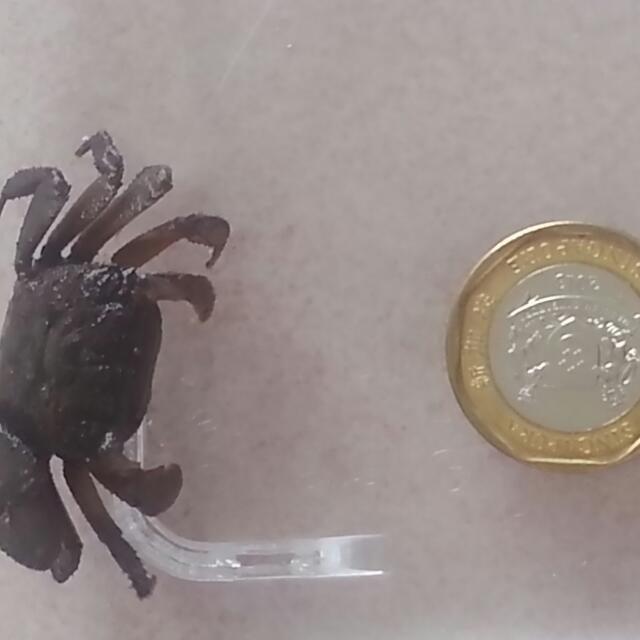 Giving Away Female Red Claw Crab, Pet Supplies, Homes & Other Pet ...