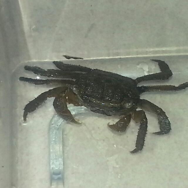 Giving Away Female Red Claw Crab, Pet Supplies, Homes & Other Pet ...