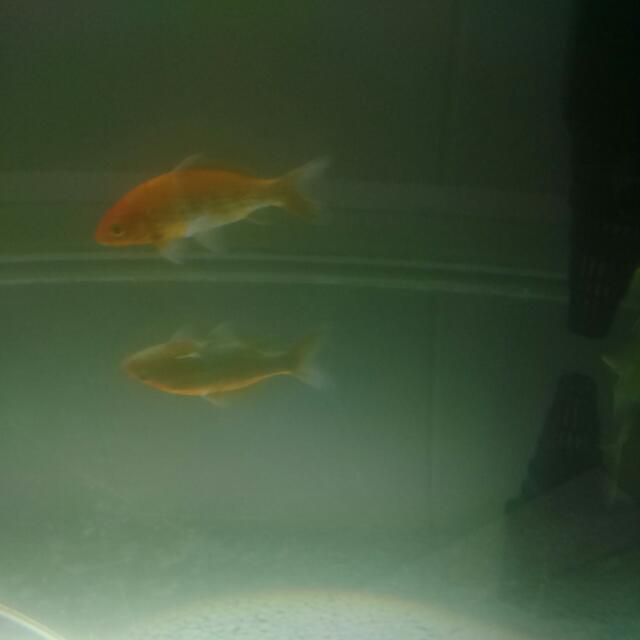 Japanese Karp - Fish, Pet Supplies, Homes & Other Pet Accessories on ...