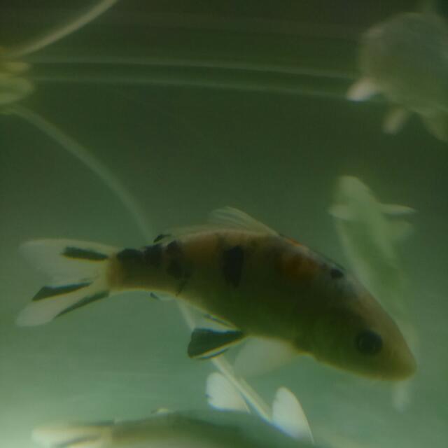 Japanese Karp - Fish, Pet Supplies, Homes & Other Pet Accessories on ...