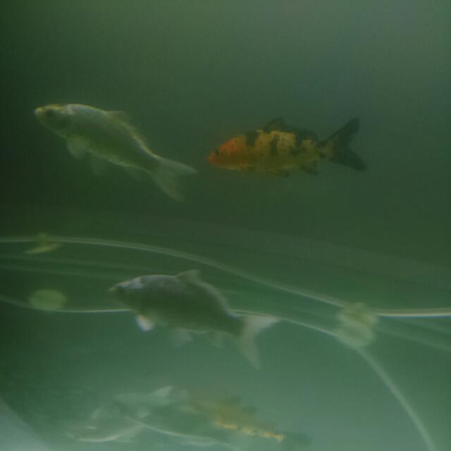 Japanese Karp - Fish, Pet Supplies, Homes & Other Pet Accessories on ...