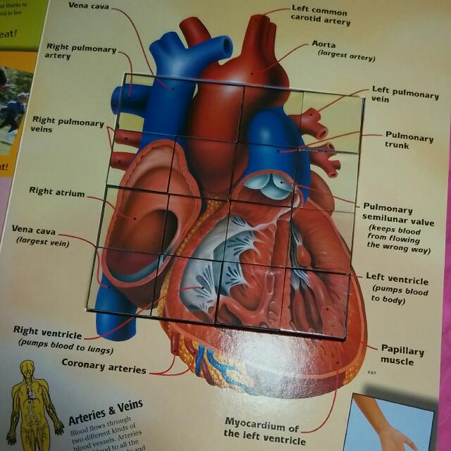 Time Life Big Block Body Atlas, Everything Else on Carousell