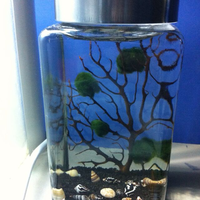 Wonder Shrimp, Volcanic Shrimp, Pet Supplies, Pet Food on Carousell