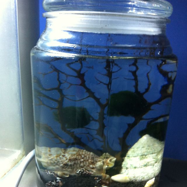 (Reserve) Wonder Shrimp, Volcanic Shrimp, Pet Supplies, Pet Food on ...