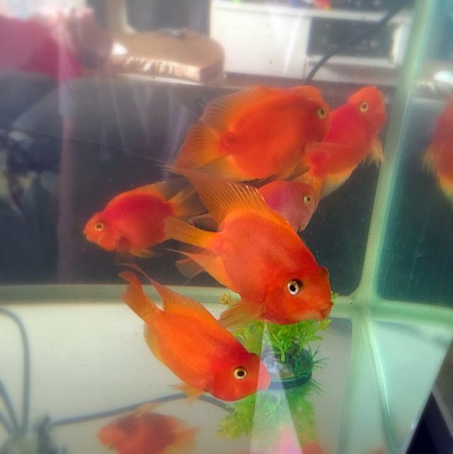 Red Blood Parrot Fish, Pet Supplies, Homes & Other Pet Accessories on ...