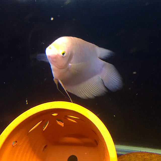Giant White Gourami / Fish, Everything Else on Carousell