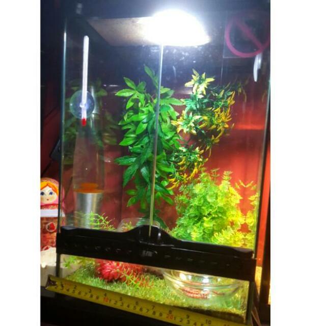 Exo Terra Tank Terrarium , Pet Supplies, Homes & Other Pet Accessories ...