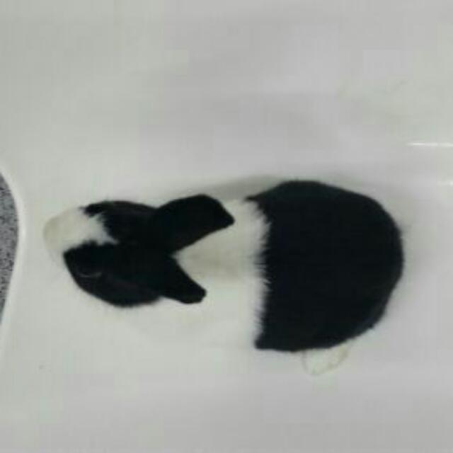 Mini Rex & Dutch Rabbit, Pet Supplies, Homes & Other Pet Accessories on ...