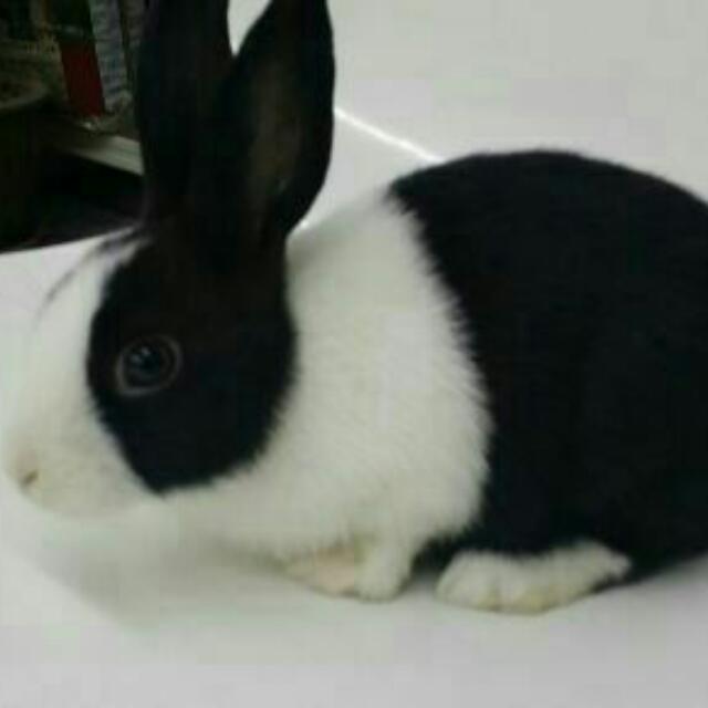 Mini Rex & Dutch Rabbit, Pet Supplies, Homes & Other Pet Accessories on ...