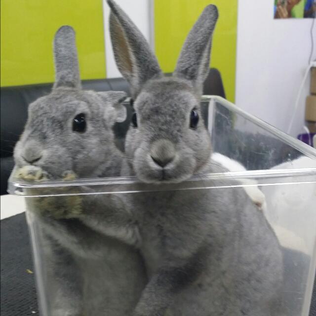 Mini Rex & Dutch Rabbit, Pet Supplies, Homes & Other Pet Accessories on ...