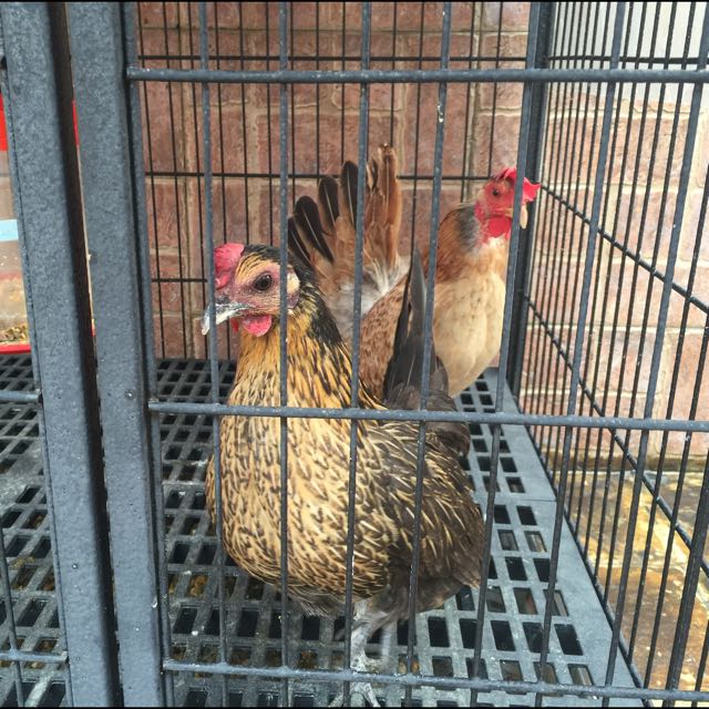 Serama Chicken Cross Batam Chicken, Pet Supplies, Pet Food on Carousell