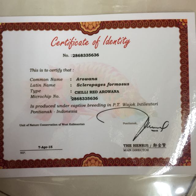 Spoon Head Chilli Red Arowana, Pet Supplies, Pet Food on Carousell