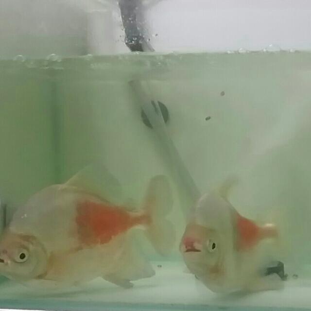 Emperor Blue Hook, Pet Supplies, Homes & Other Pet Accessories on Carousell