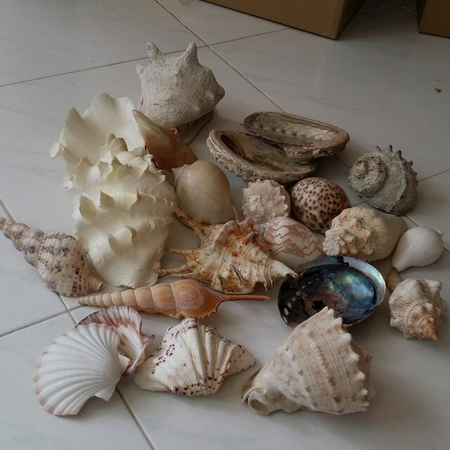 Sea Shells, Hobbies & Toys, Stationery & Craft, Craft Supplies & Tools ...