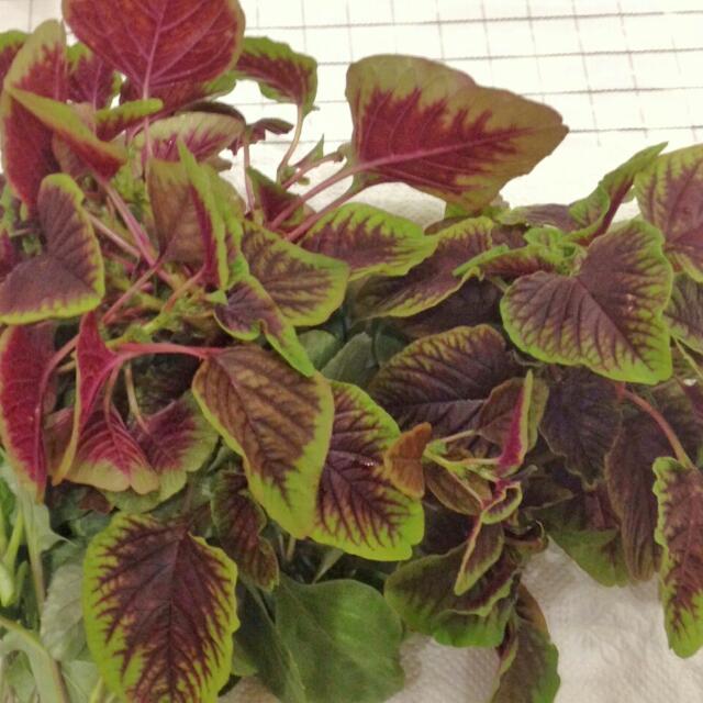 Amaranth "Bayam Batik" - Seeds, Seedlings, Mature Plants, Everything ...
