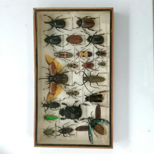 Insects Specimen For Sale!!, Everything Else on Carousell