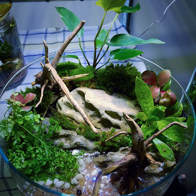 Owl Terrarium Oasis, Furniture & Home Living, Home Decor, Artificial ...