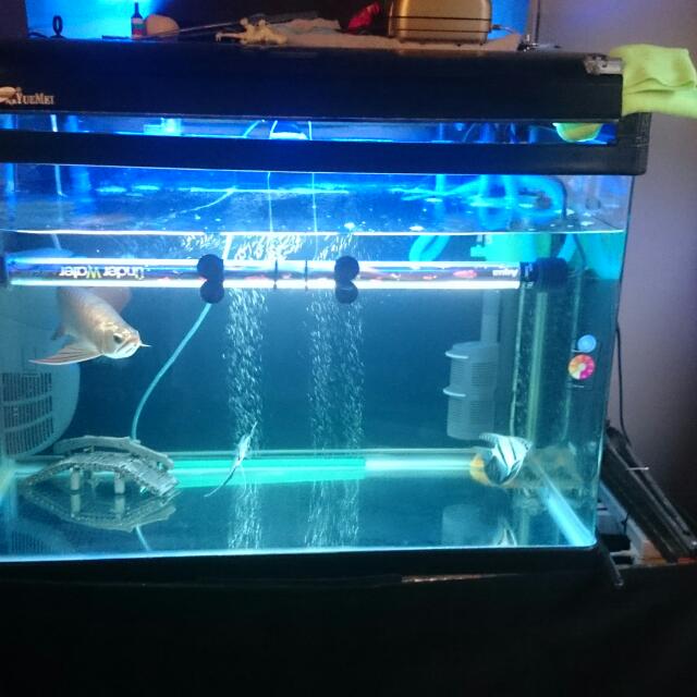 Aquarium 2.5ft Fish Tank Set With White And Blue Lights, Ohf With Pump ...