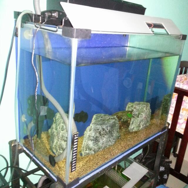 Fish Tank Plug N Play, Pet Supplies, Homes & Other Pet Accessories on ...