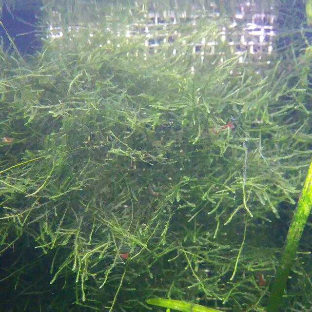 Aquarium java moss wall on mesh, Pet Supplies, Homes & Other Pet ...