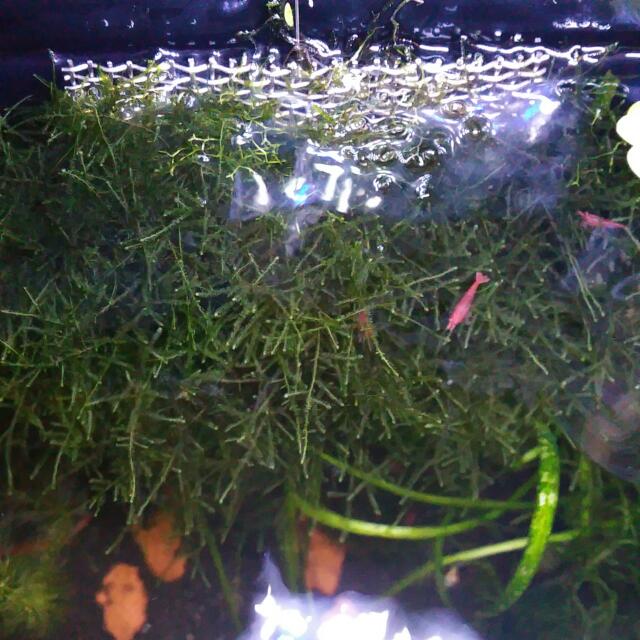 Aquarium java moss wall on mesh, Pet Supplies, Homes & Other Pet ...