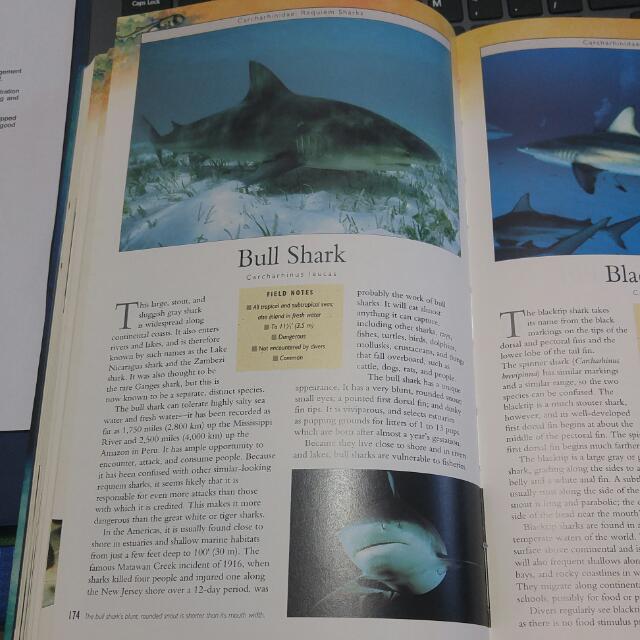 Sharks And Rays. The Ultimate Guide To Underwater Predators, Video ...