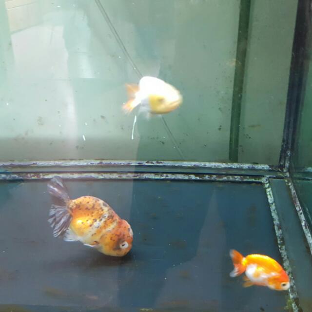 Fish Tank 4x2x2, Pet Supplies, Homes & Other Pet Accessories on Carousell