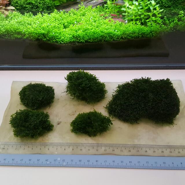 Aquarium Mini Pelia Moss, Pet Supplies, Homes & Other Pet Accessories ...