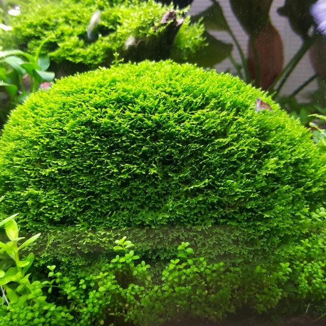 Aquarium Mini Pelia Moss, Pet Supplies, Homes & Other Pet Accessories ...