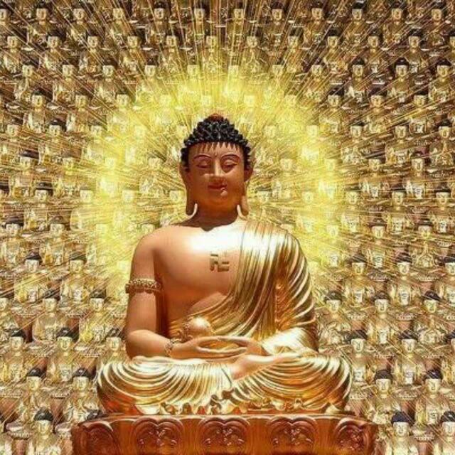 "Pu Ti" ( 菩提 ) tree seed.., Bulletin Board, Looking For on Carousell