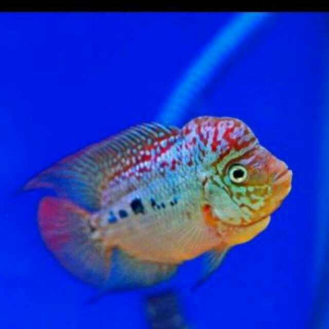 (Sold!)Thai King Kamfa Flowerhorn Fish, Pet Supplies, Pet Food on Carousell