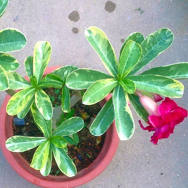 Unique Variegated Adenium FuGuiHua, Furniture & Home Living, Gardening ...