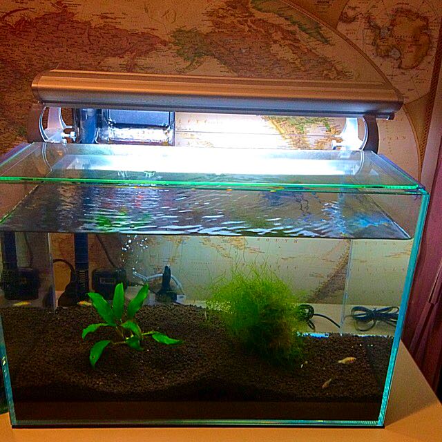 1.5 Feet Crystal Glass Fish Tank, Furniture & Home Living, Home Decor ...