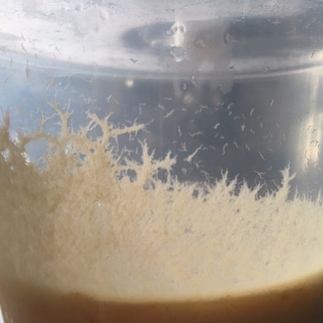 Microworms for Sale, Food for Betta, Guppy and other Tropical Baby Fish ...