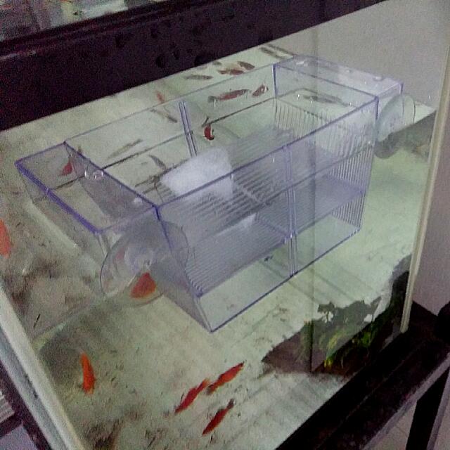 Beta Aquarium . Betta Fish . Breeding . Breeder . Hatchery Box . Spawn ...