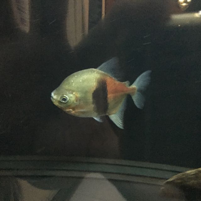 8 inch emperor blue hook, Pet Supplies, Homes & Other Pet Accessories ...