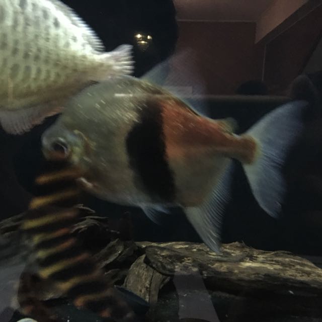 8 inch emperor blue hook, Pet Supplies, Homes & Other Pet Accessories ...