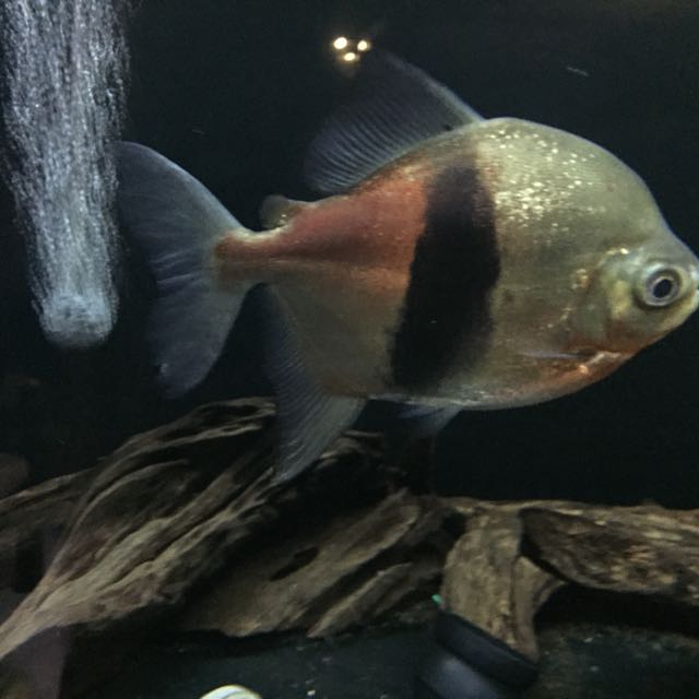 8 inch emperor blue hook, Pet Supplies, Homes & Other Pet Accessories ...