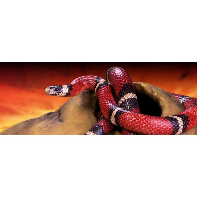 SNAKE CAVE / SECURE HIDING CAVE, Pet Supplies, Homes & Other Pet ...